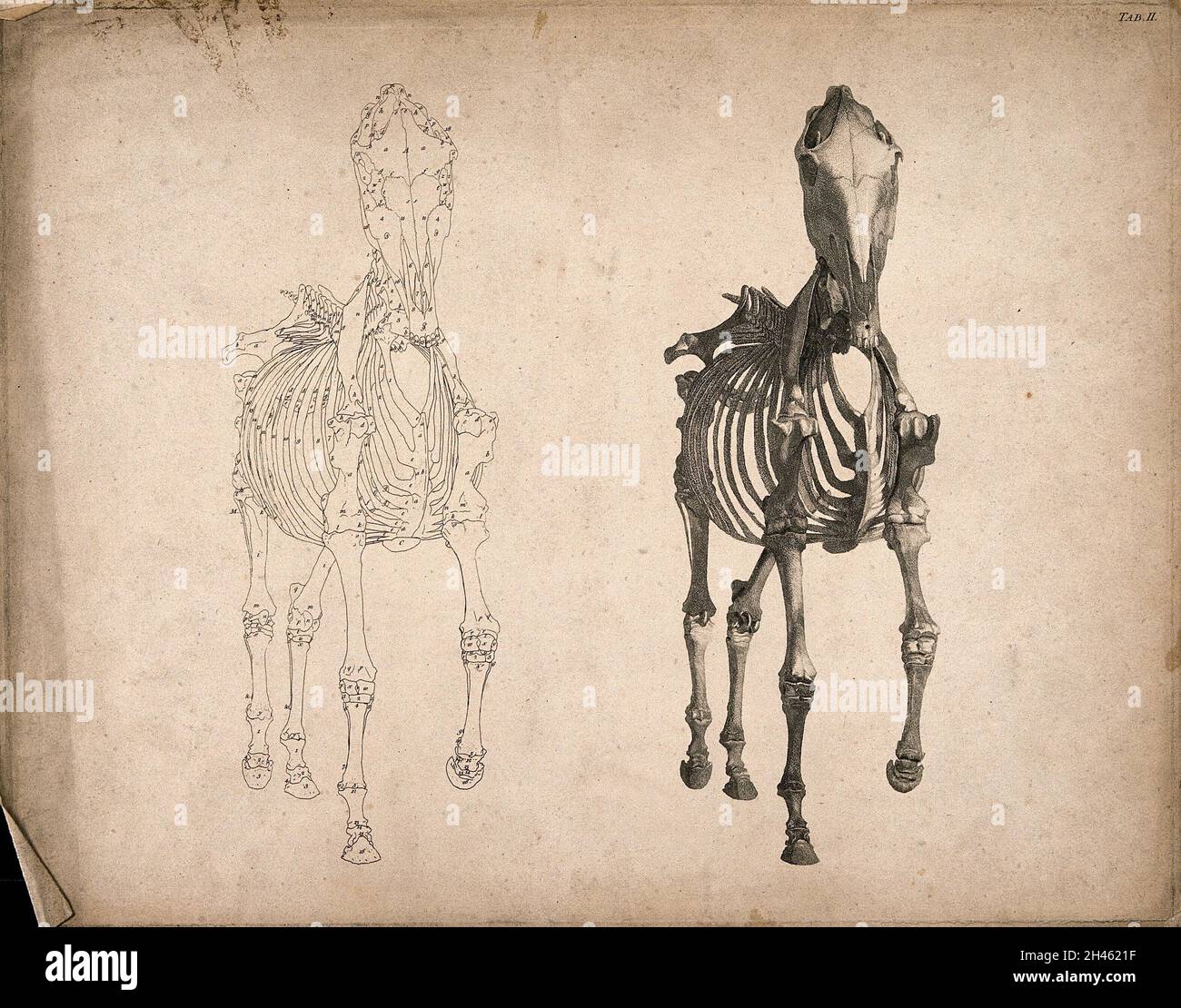 Skeleton of a horse, seen from the front: two figures, one an outline ...