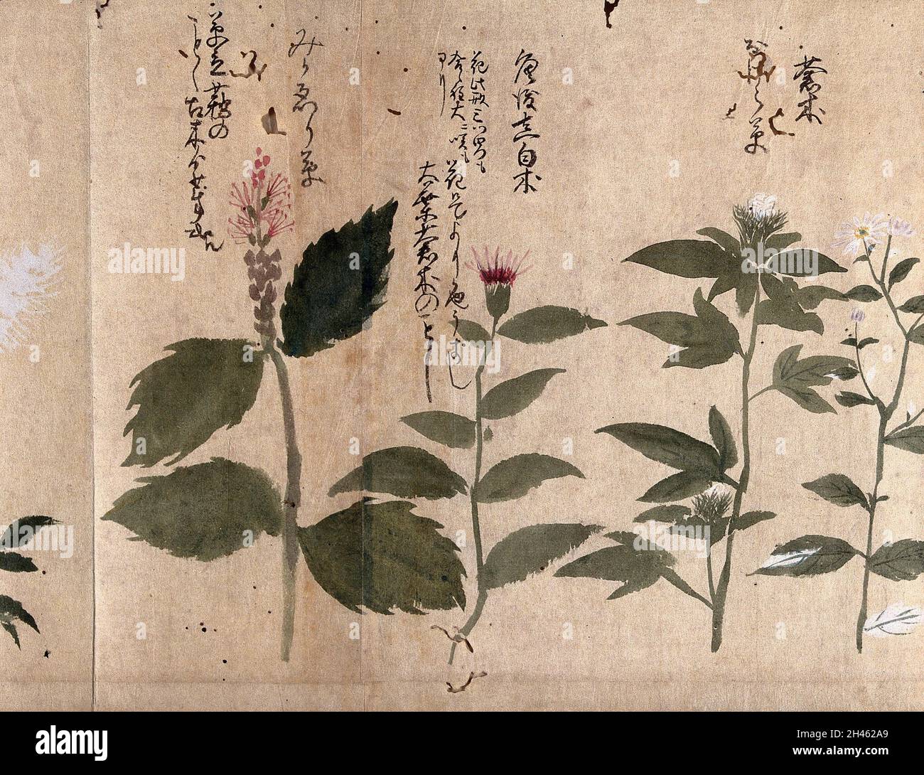 Four flowering plants. Watercolour, c. 1870 Stock Photo - Alamy