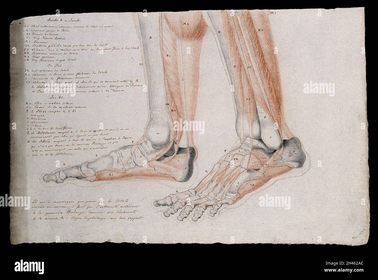 Bones and muscles of the feet and lower legs. Pencil and crayon drawing ...