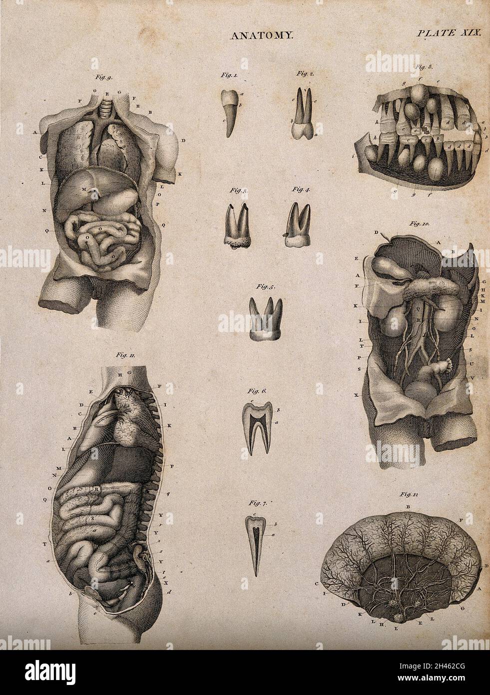 Digestive system: twelve figures, including teeth, intestines and colon ...