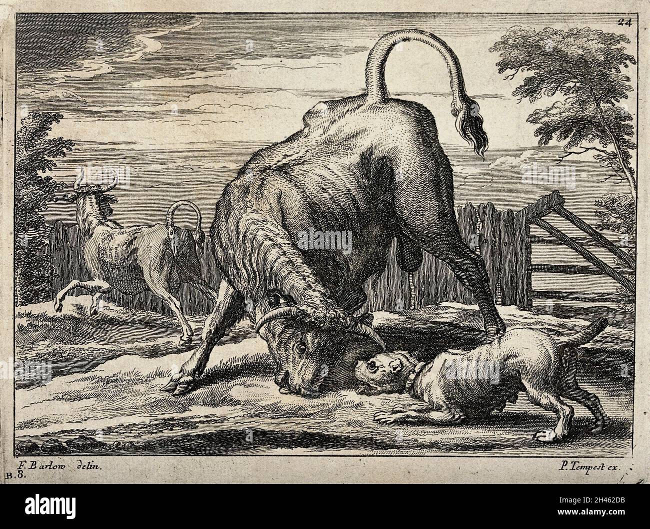 A bull and a bulldog are about to attack each other in an enclosure ...