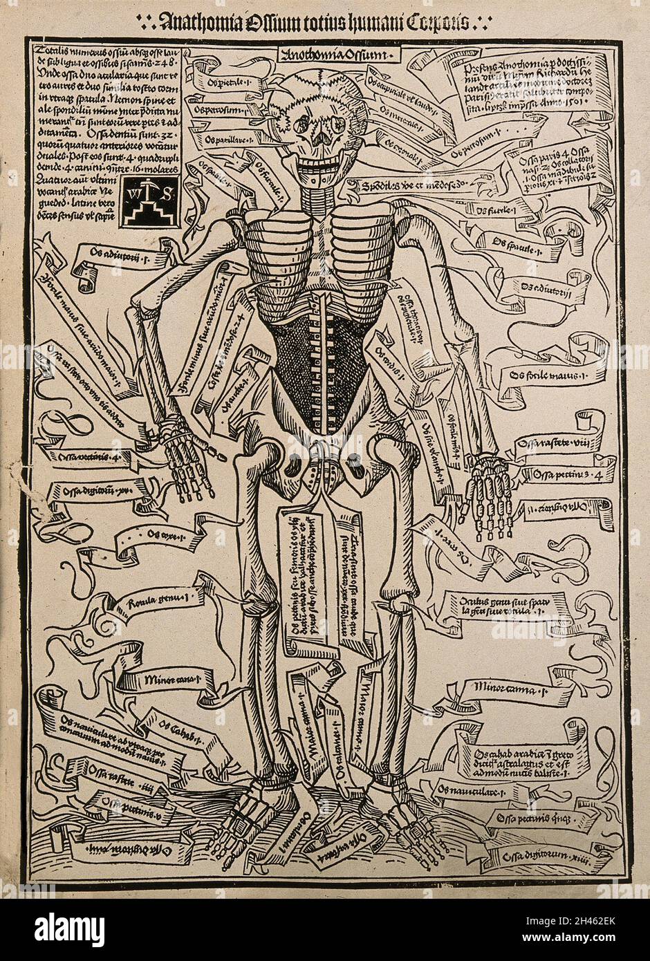 A skeleton, seen from the front, with labels giving the latin names of ...