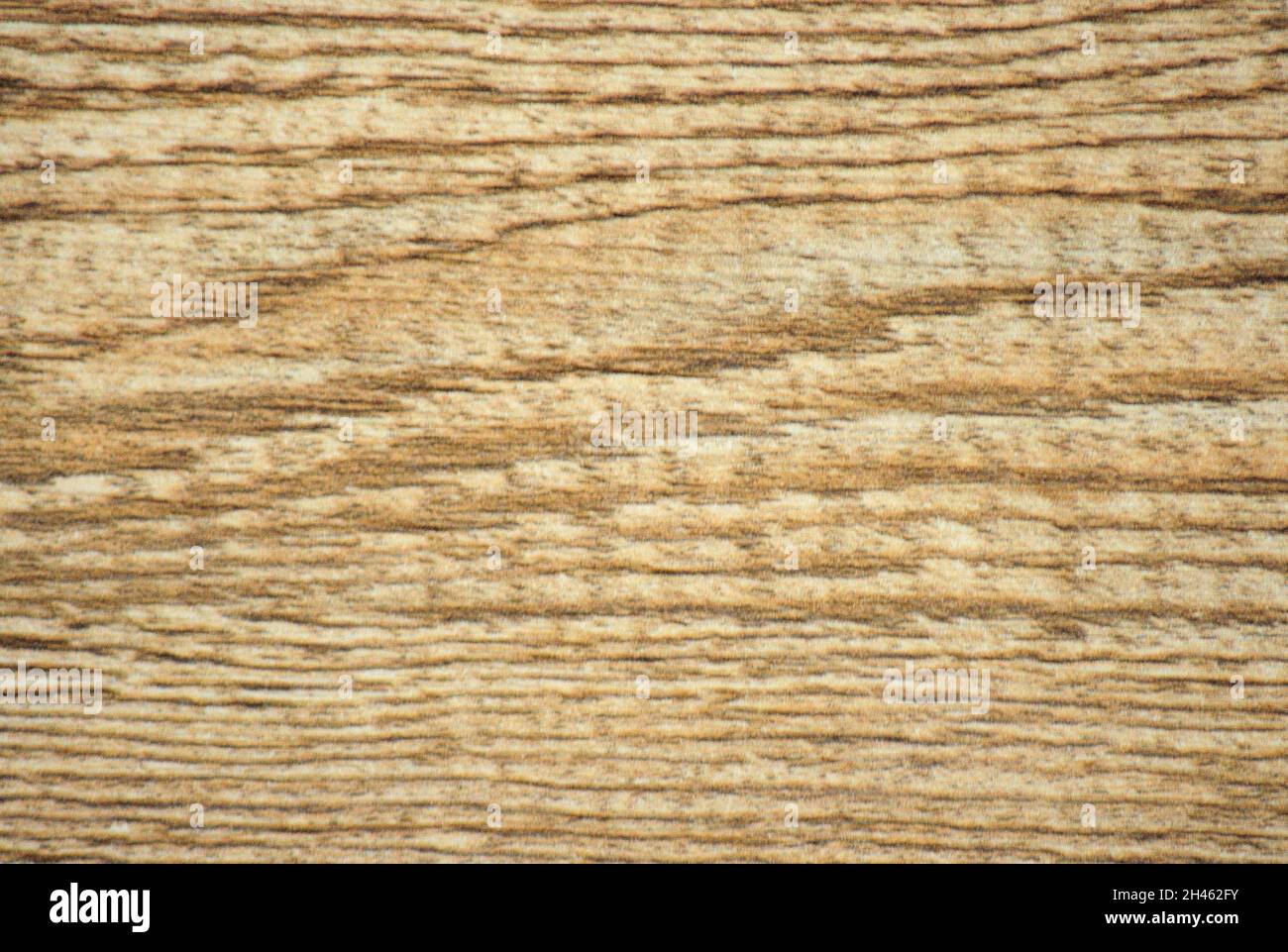 Aged pine, a flat surface of natural light wood with traces of rough ...
