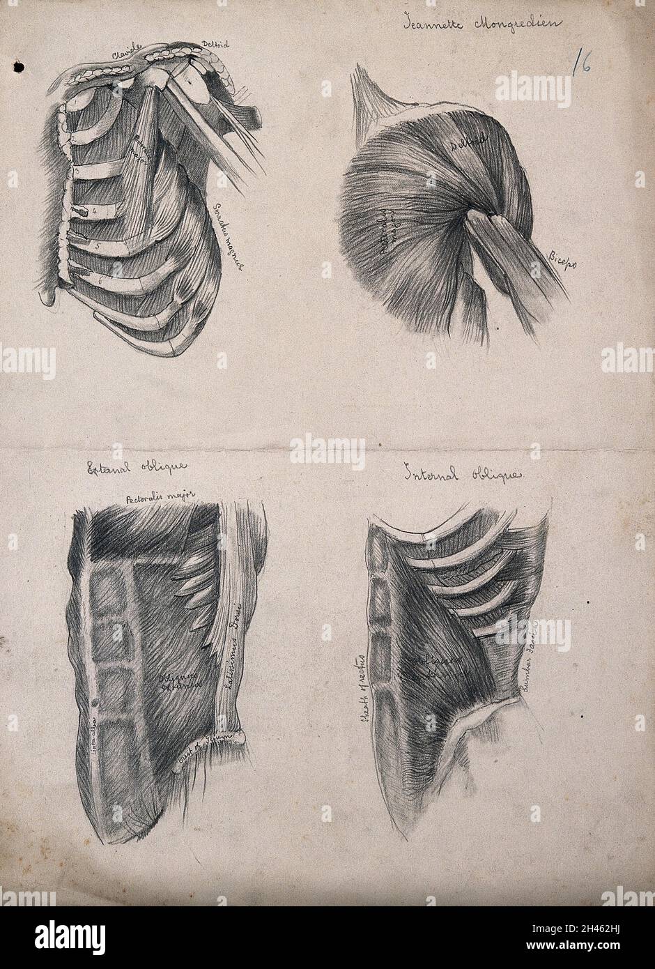 Muscles of the trunk: four figures, including the ribcage and shoulder ...