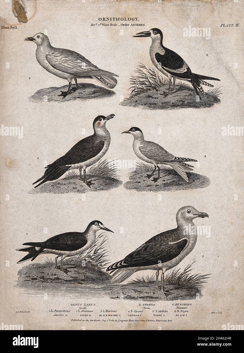 Six waterbirds of the order Anseres. Line engraving by T. Milton after ...