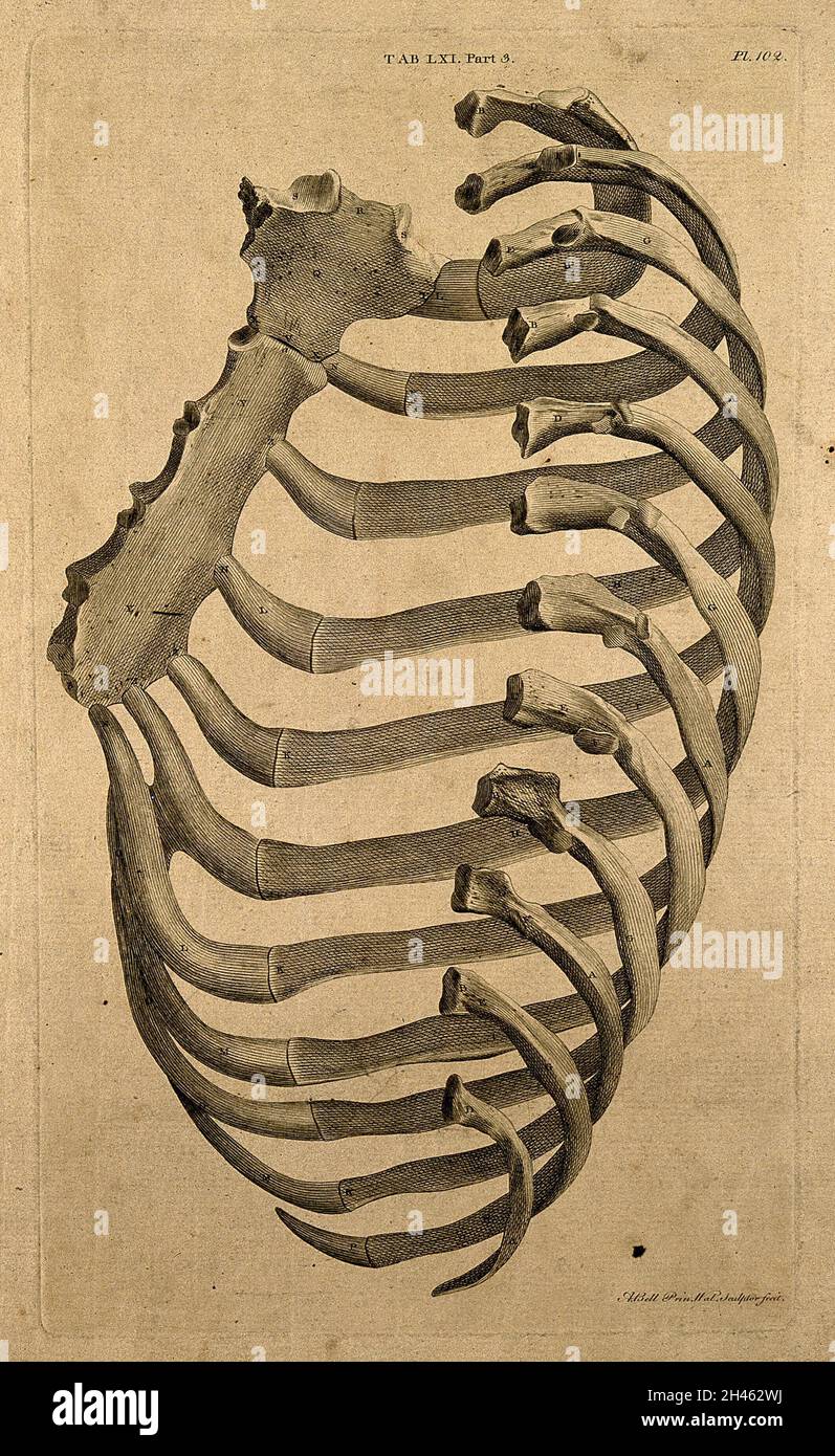 Rib cage organs hi-res stock photography and images - Alamy