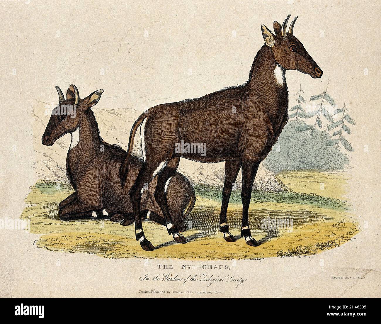 Zoological Society of London: two nilgais. Coloured etching by W ...