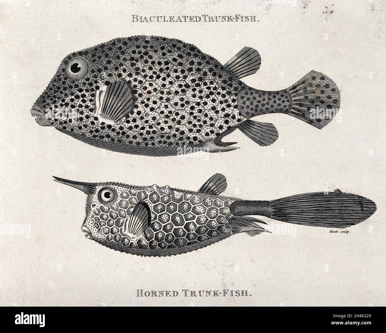 Above, a biaculeated trunk-fish; below, a horned trunk-fish. Engraving ...