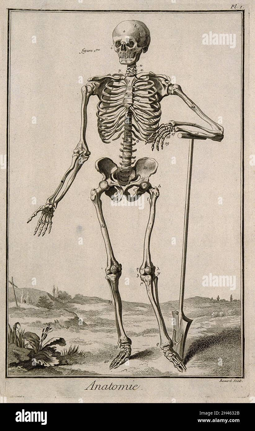 A human skeleton, seen from the front, resting the bones of his left ...