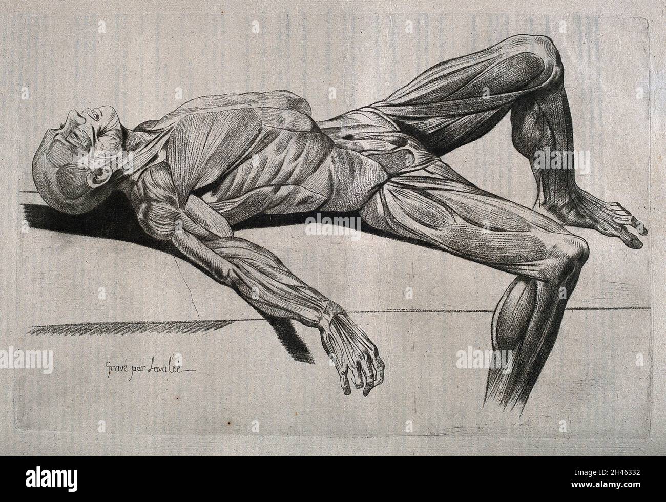 An écorché figure, lying supine on a slab, with its right leg flexed ...
