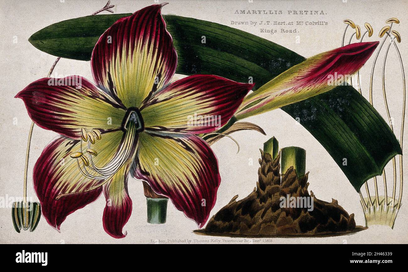 Pretina hi-res stock photography and images - Alamy