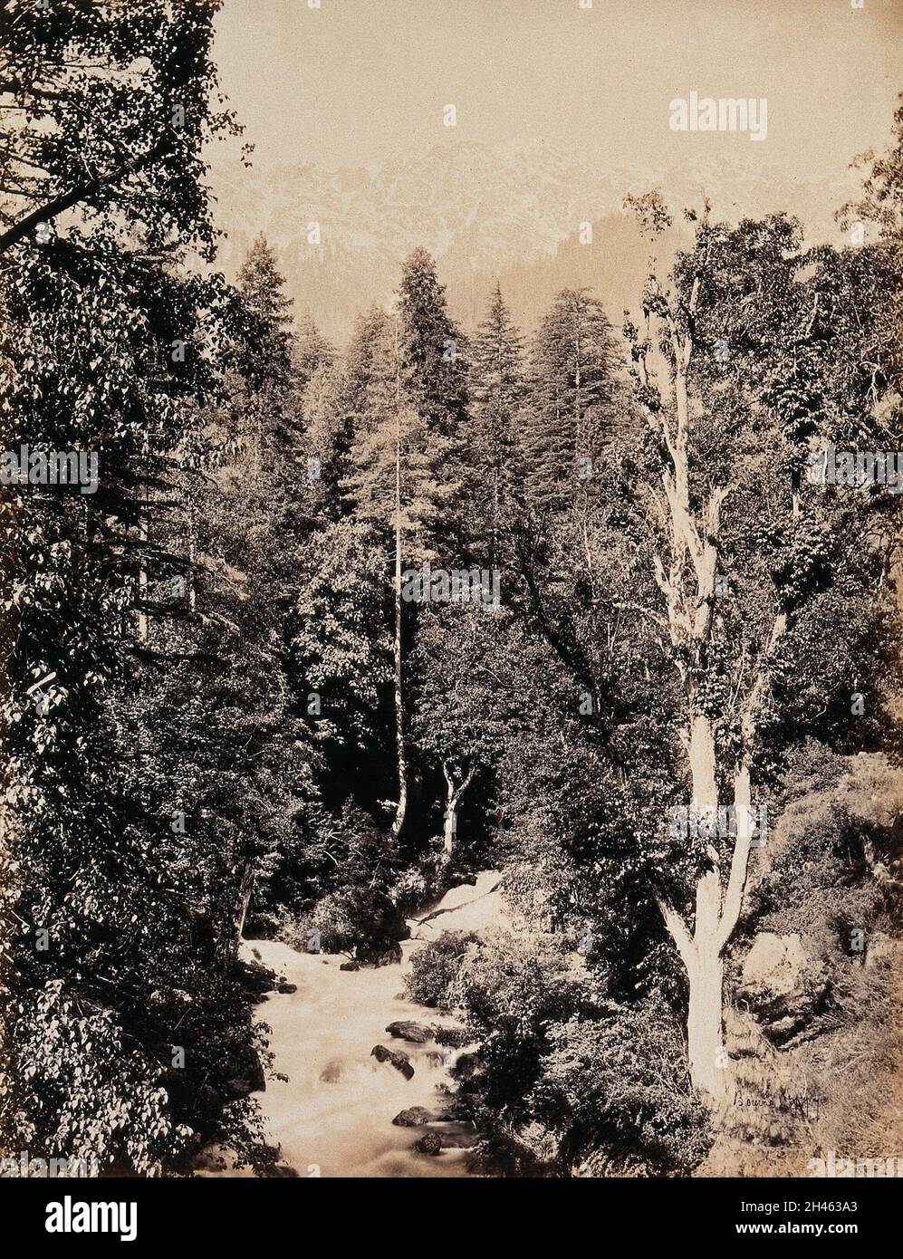 Singpore (?), Kashmir: trees in front of distant mountains. Photograph ...
