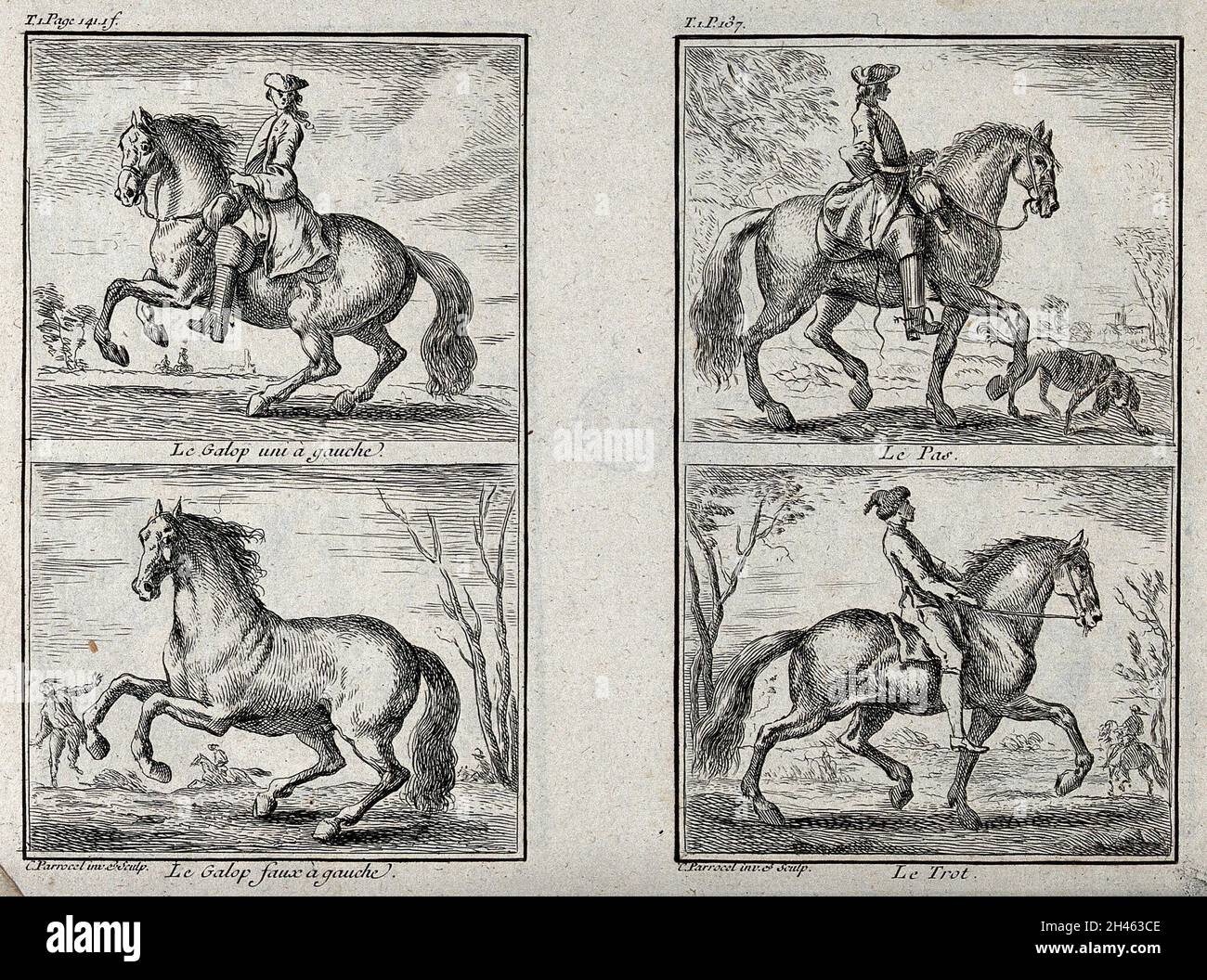 Different gaits hi-res stock photography and images - Alamy