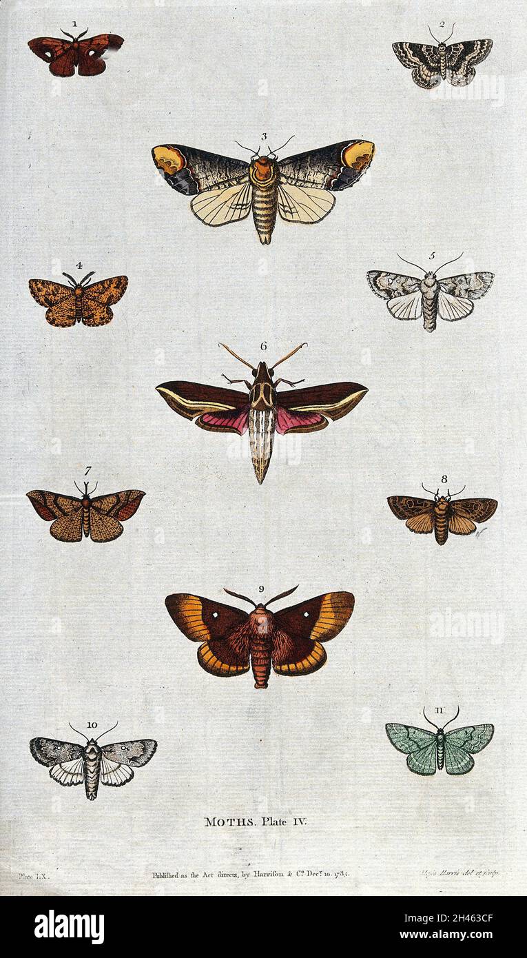 Eleven different moths. Coloured etching by M. Harris Stock Photo - Alamy