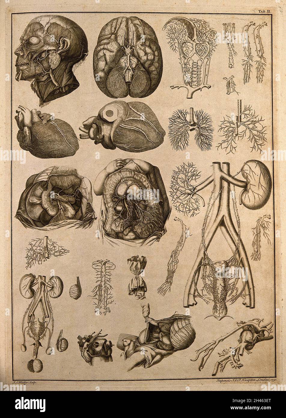 Anatomy of blood-vessels and nerves of the head and the viscera: twenty ...