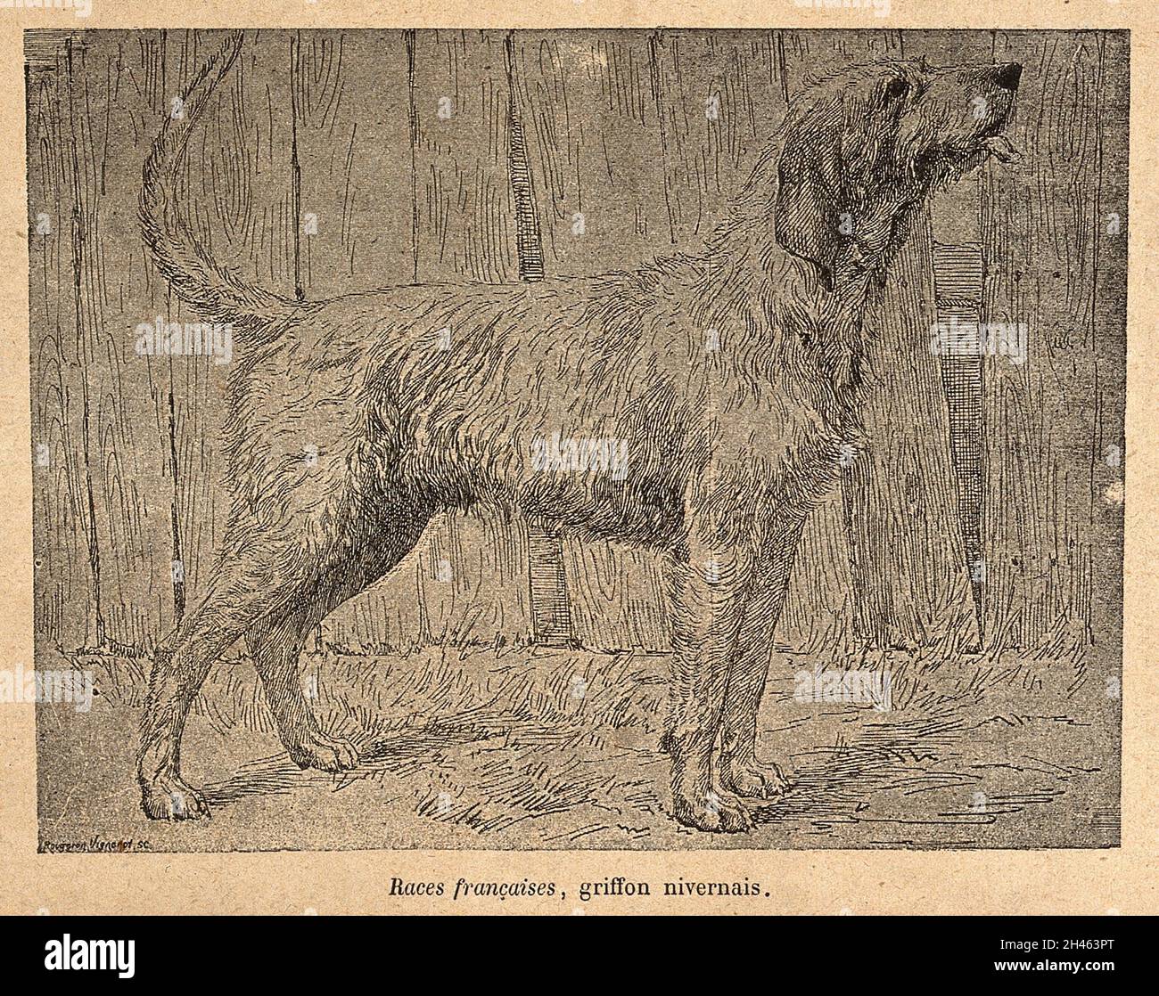 A Nevers griffon dog. Process print by Rougeron Vignerot Stock Photo ...
