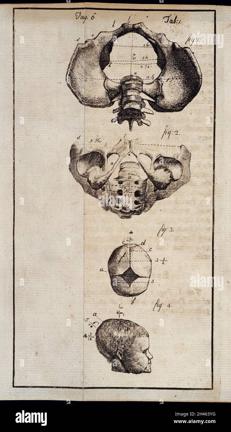 Illustration of the sacrum bone in comparrision to the size of the head ...