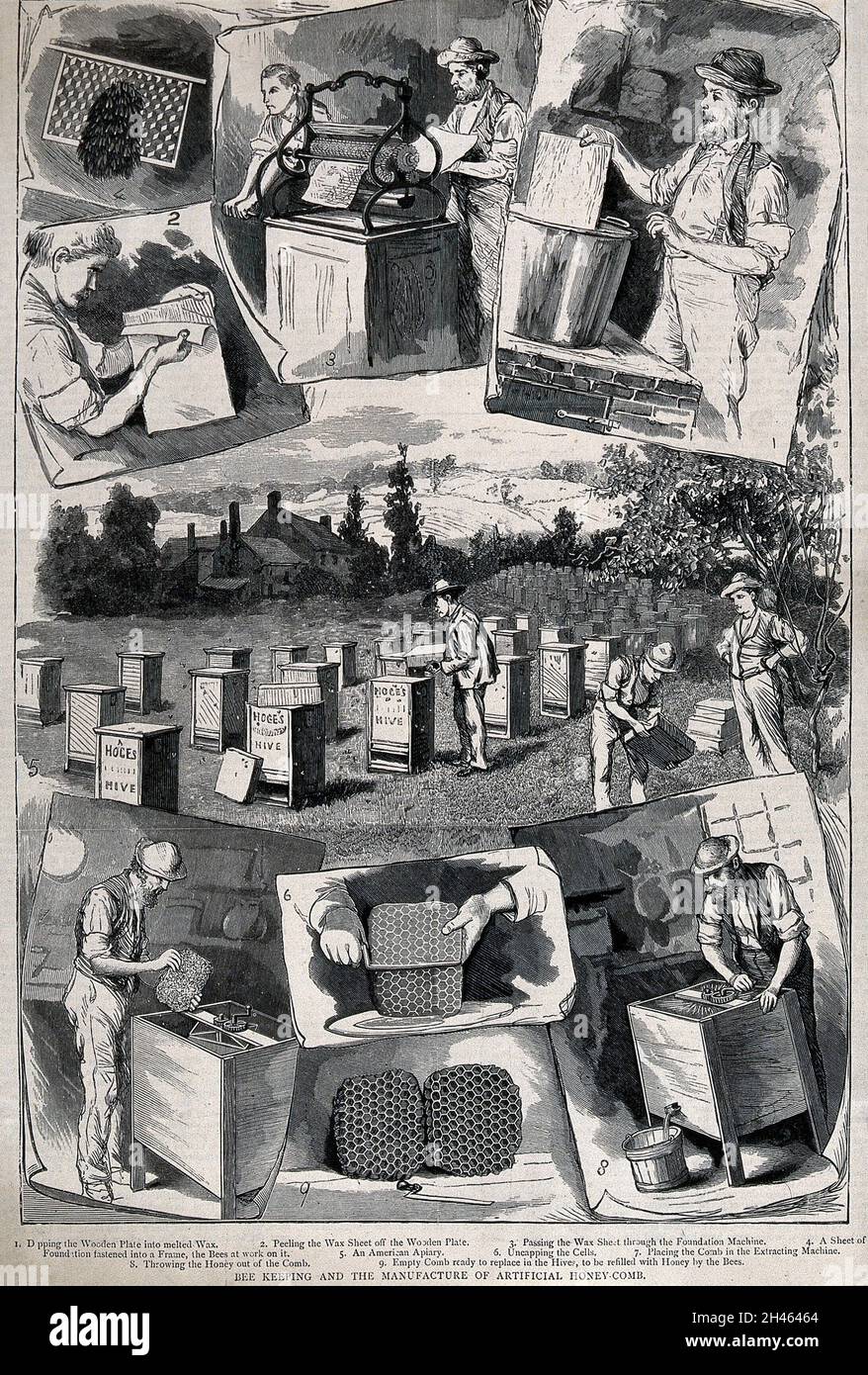 Apiculture: scenes of bee-keeping and honey-gathering. Wood engraving ...