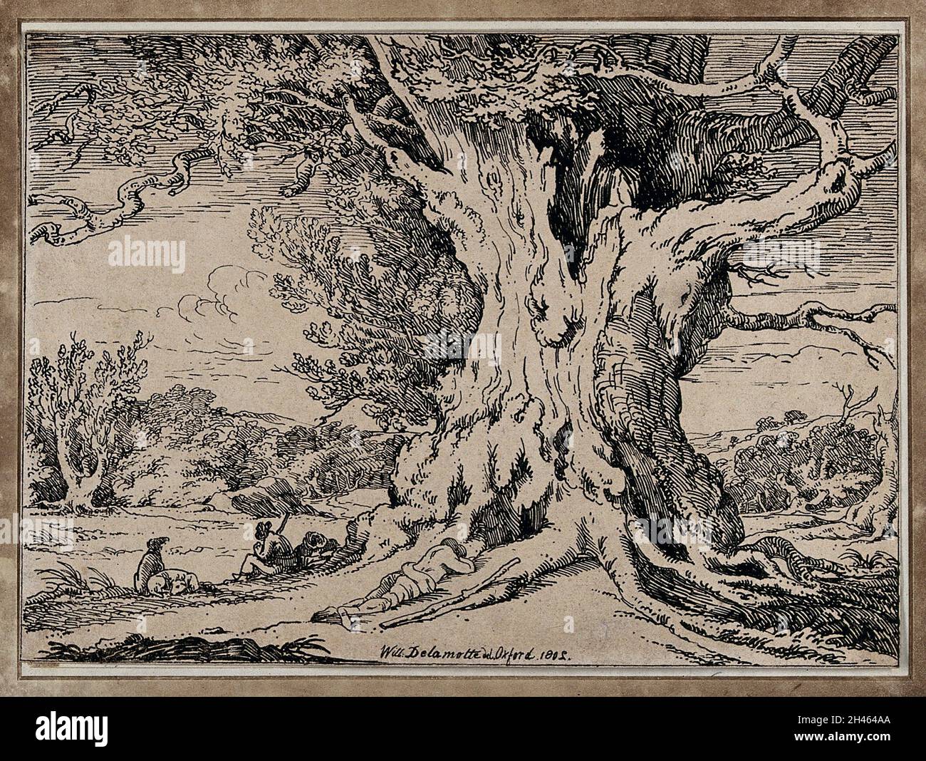 An ancient oak tree. Lithograph by W. Delamotte, 1802 Stock Photo - Alamy