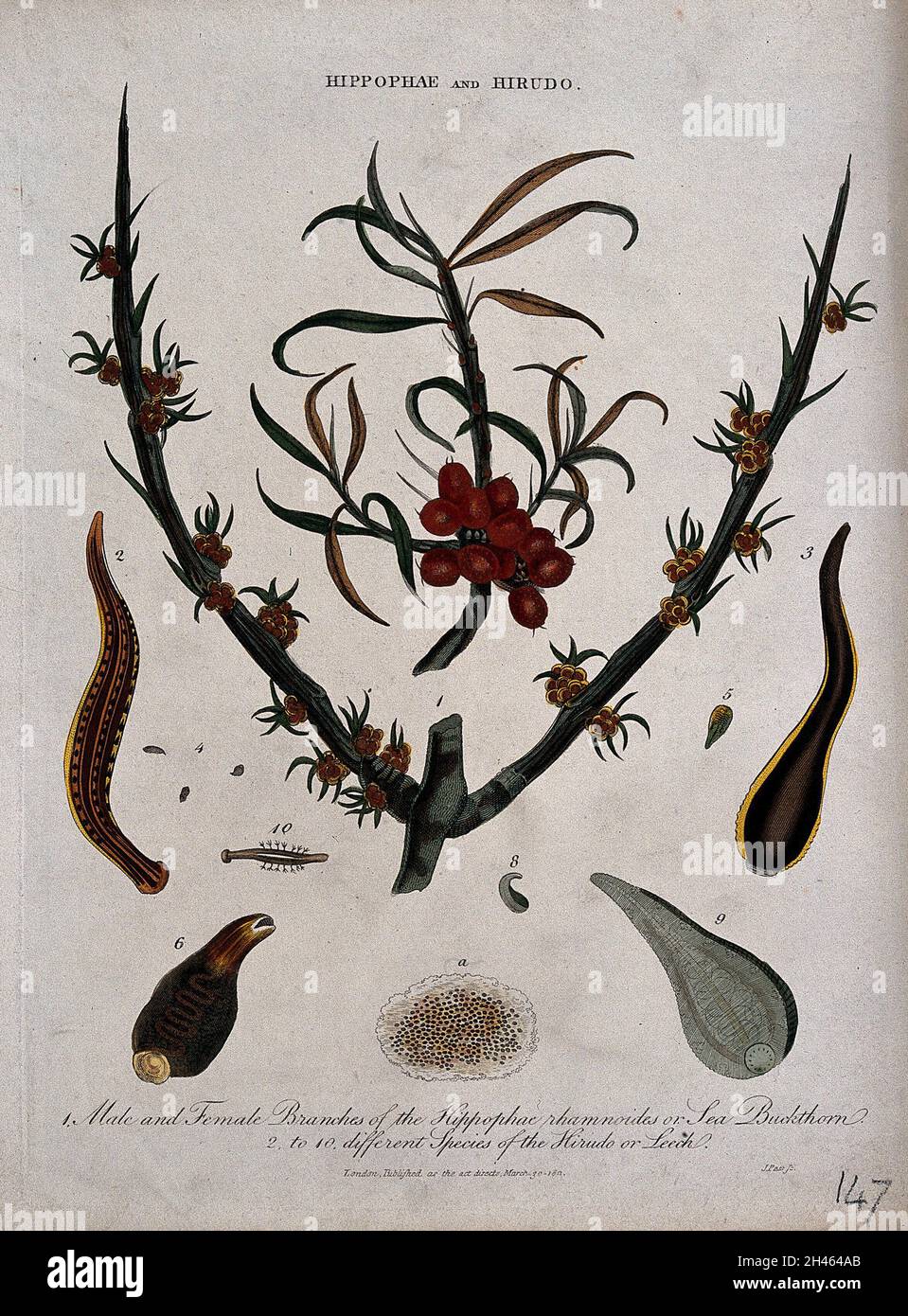 Sea buckthorn plant (Hippophae rhamnoides) and nine types of leech ...