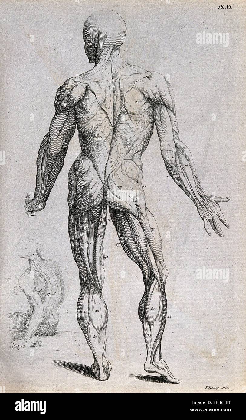 Additional skeletal structures hi-res stock photography and images - Alamy