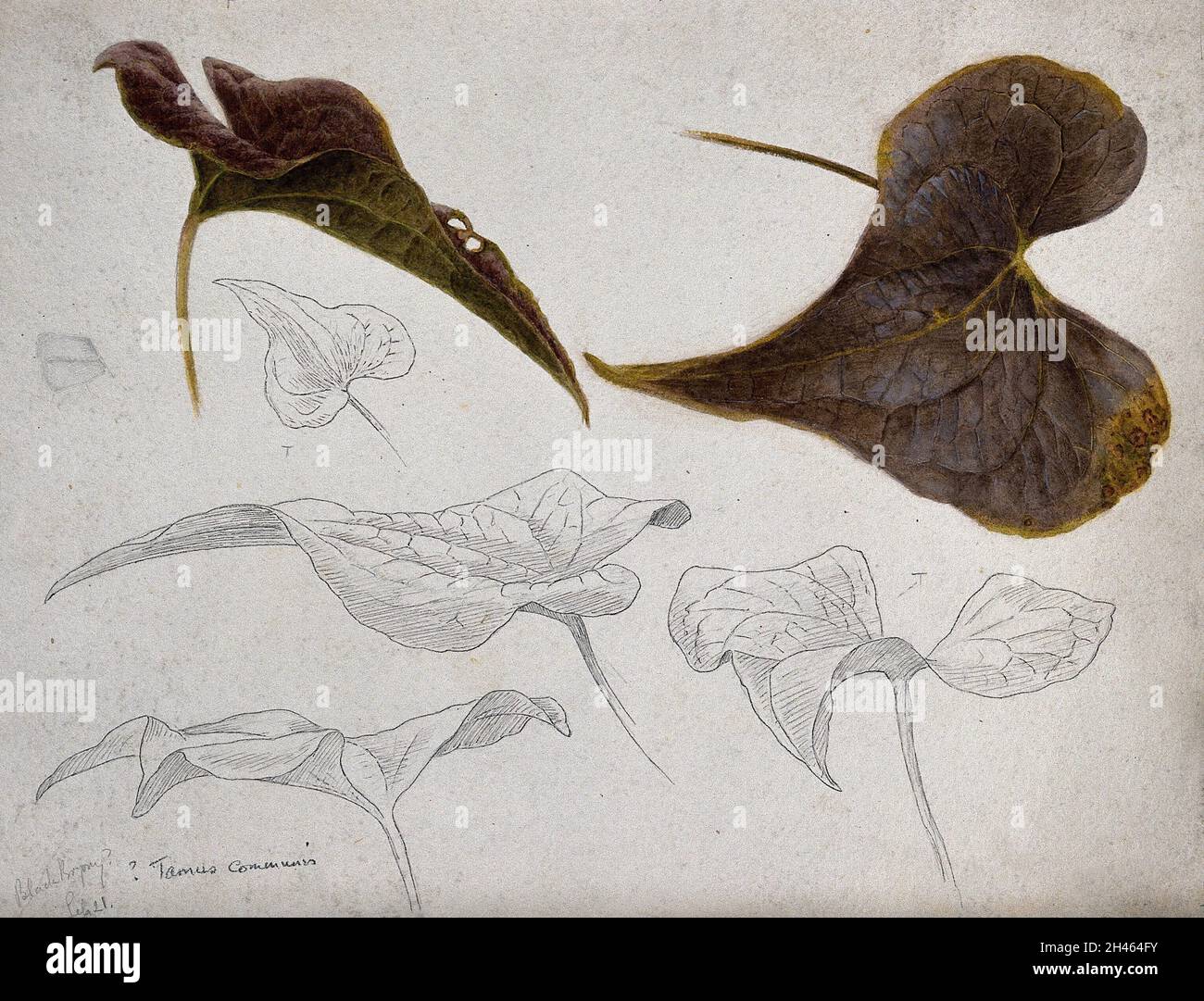 Black bryony (Tamus communis): leaves. Watercolour and pen drawings ...