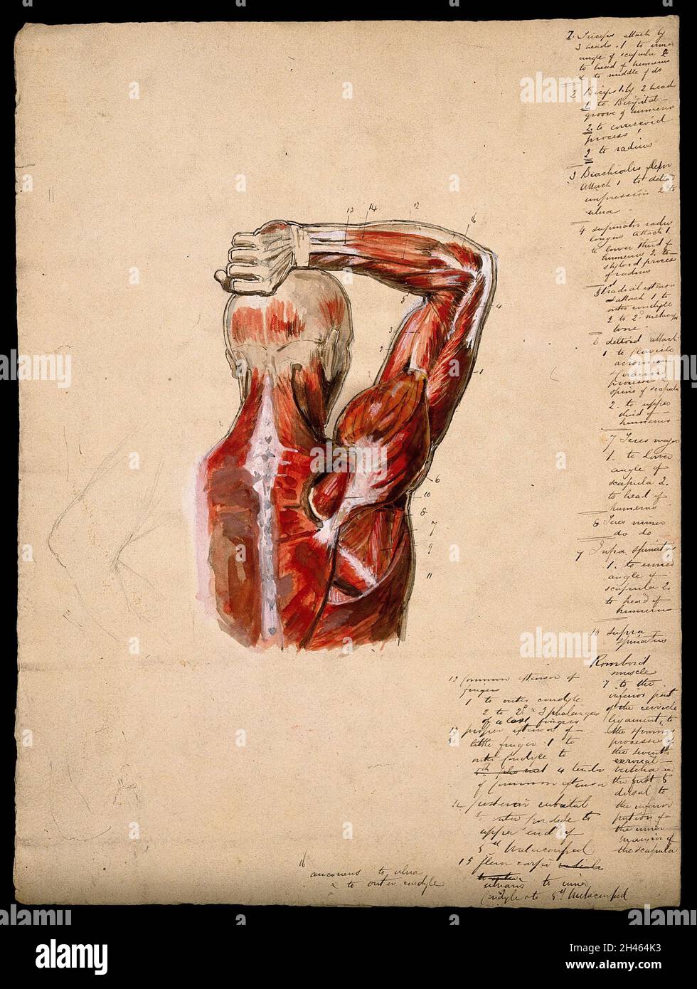Muscles of the arm, shoulder and chest, back view: male écorché figure ...