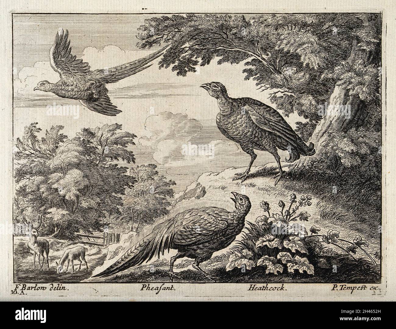Two pheasants and a black grouse. Engraving by P. Tempest, ca. 1690 ...