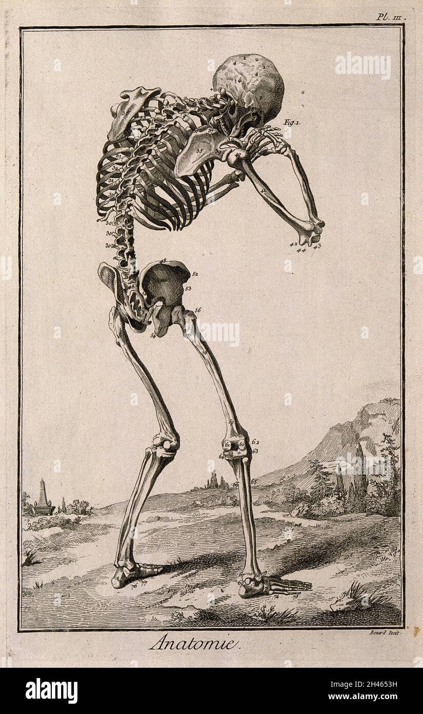 A human skeleton, seen from the back, bent forward with his hands ...