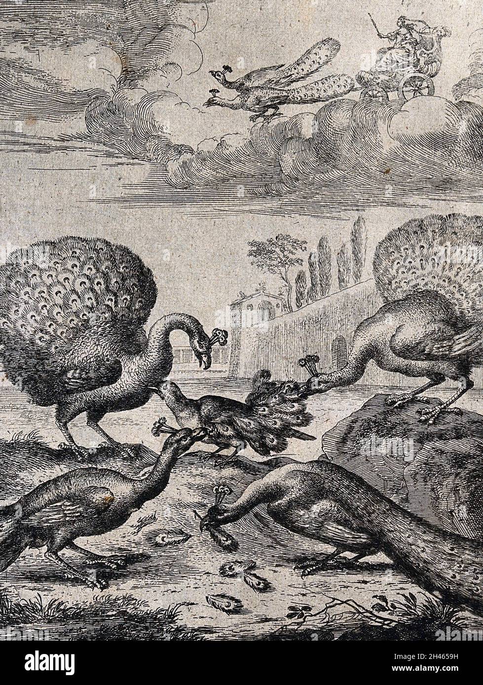 In the midst of four peacocks a jay is decked with peacock feathers ...