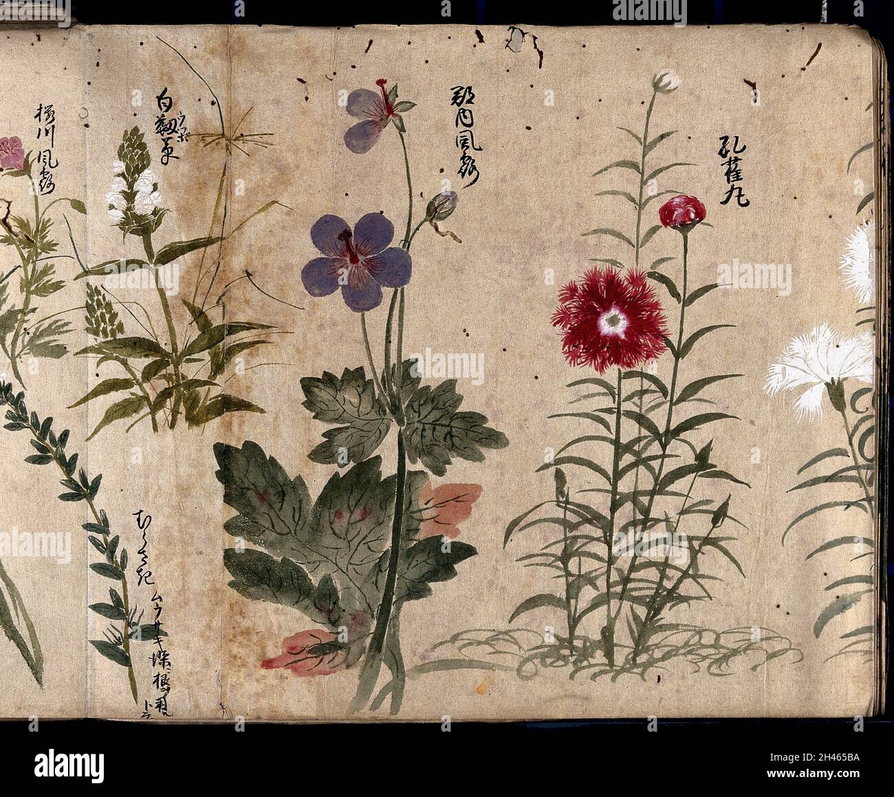 Four flowering plants, one possibly a pink (Dianthus species) and one a ...