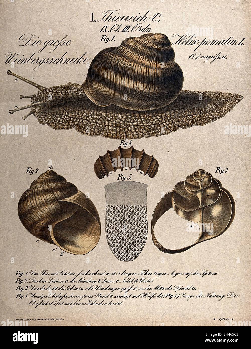 A large edible snail: five figures, including a cross-section of the ...