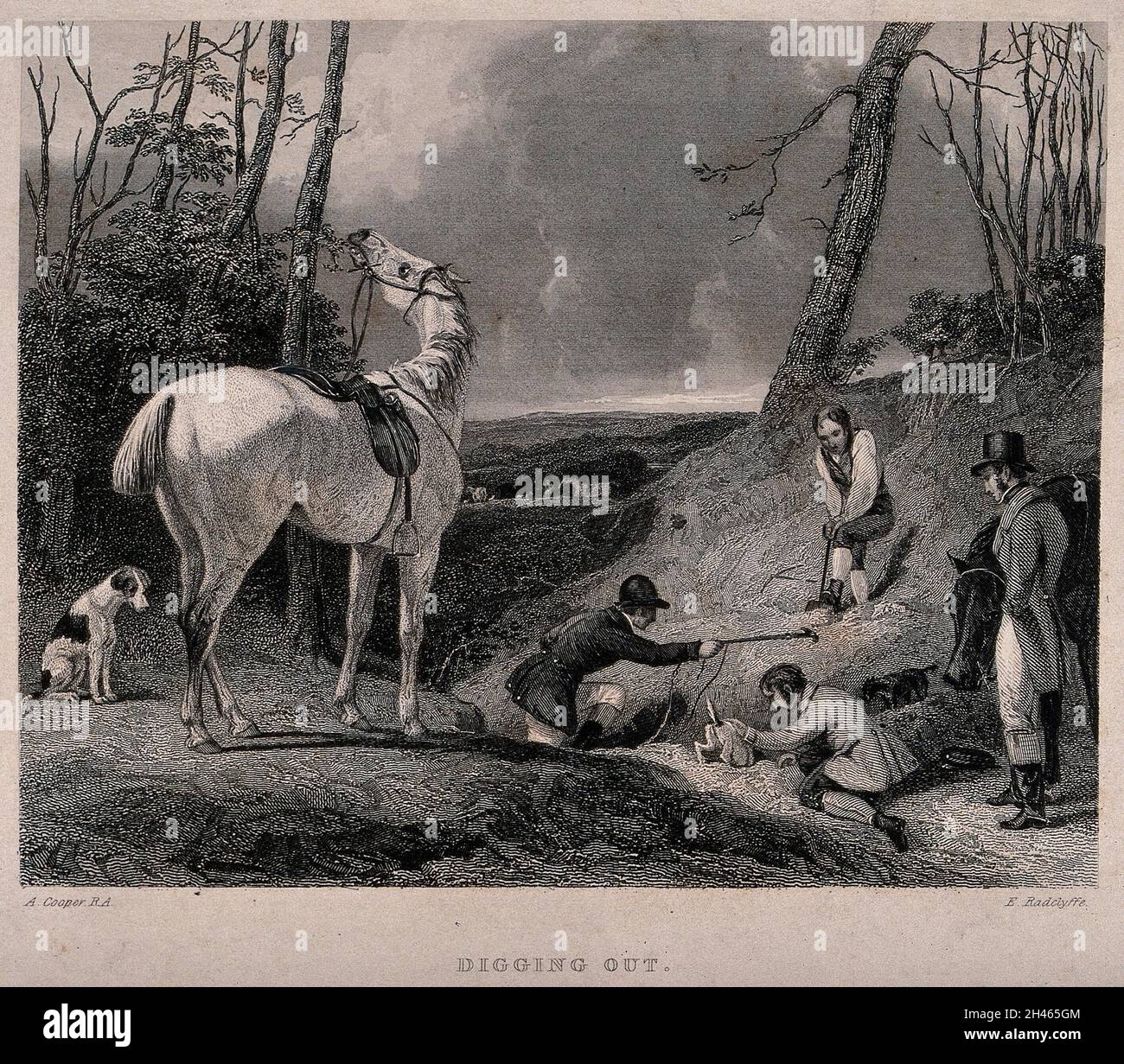 Hunters and hounds attempt to dig a fox out of its set in the ground; a ...