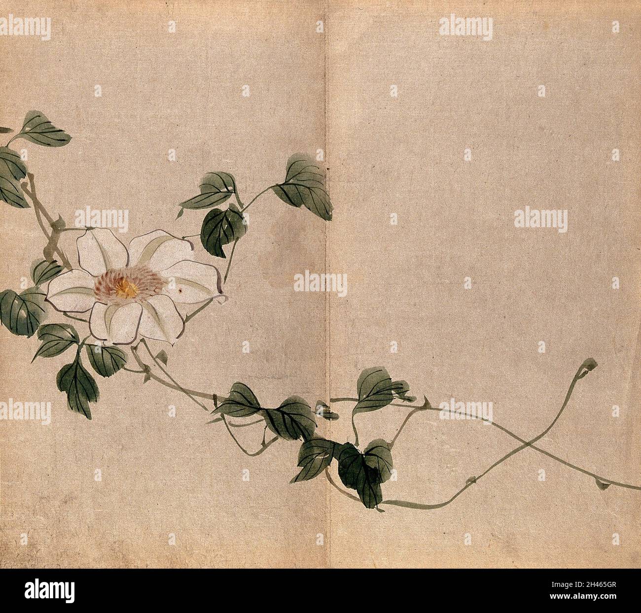 A plant (Clematis species): trailing stem with large white flower ...