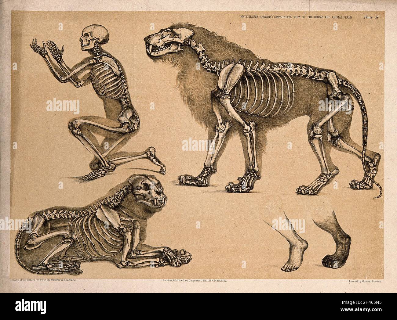 Skeleton of a man, with the those of a male and female lion: five ...