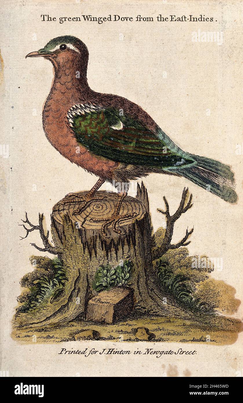 A green winged dove from the East Indies sitting on a tree stump ...
