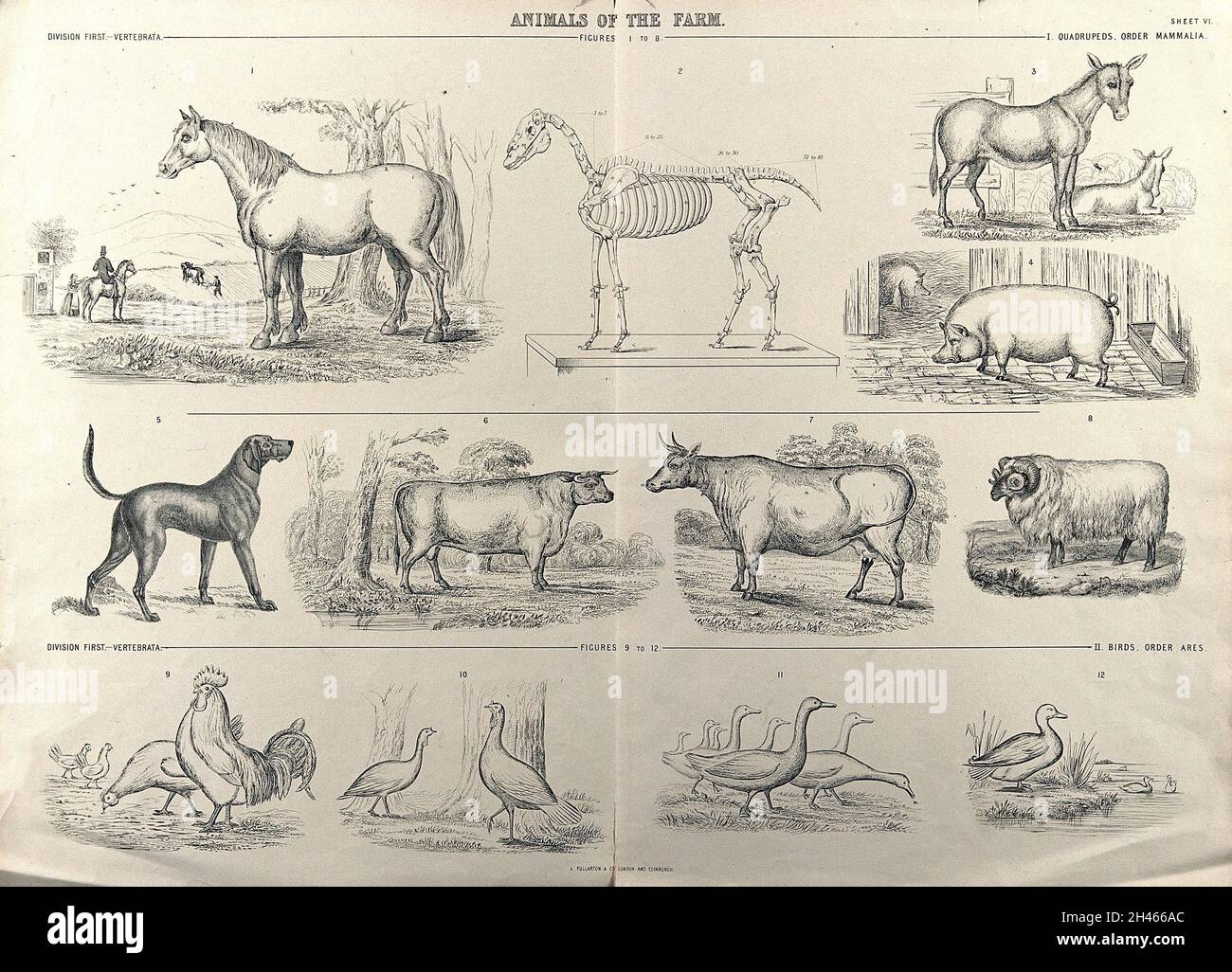 A chart of farm animals consisting of quadrupeds (horse, donkey, pig ...