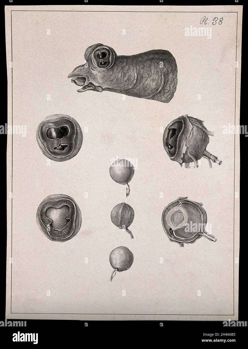 Spherical objects hi-res stock photography and images - Alamy