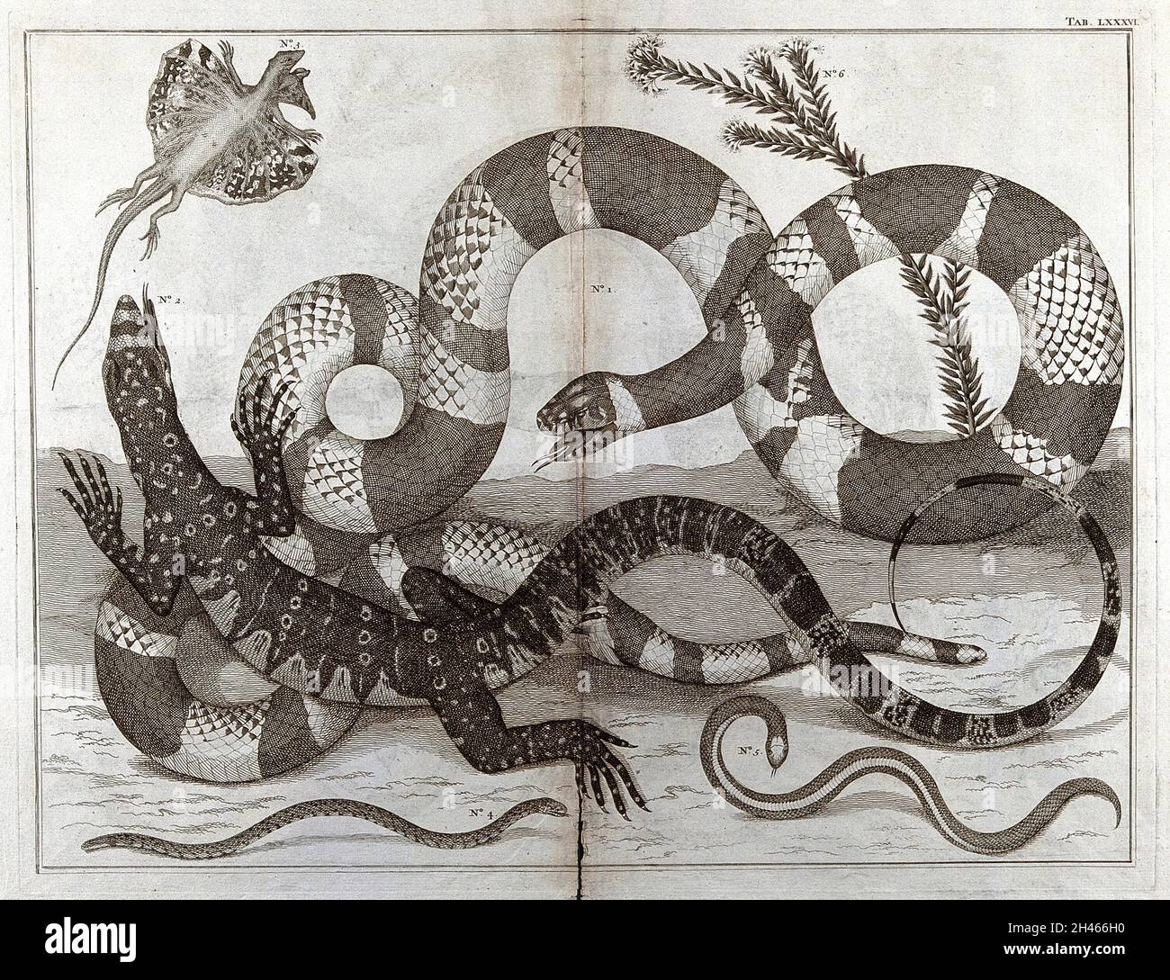 Snakes and lizards. Etching, 18 Stock Photo - Alamy