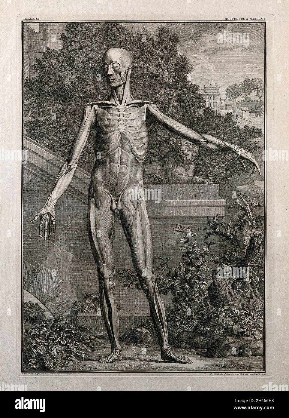 écorché anatomical figure hi-res stock photography and images - Alamy