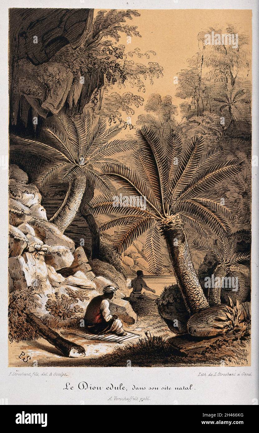 A tropical landscape with native chamal plants (Dioon edule ...
