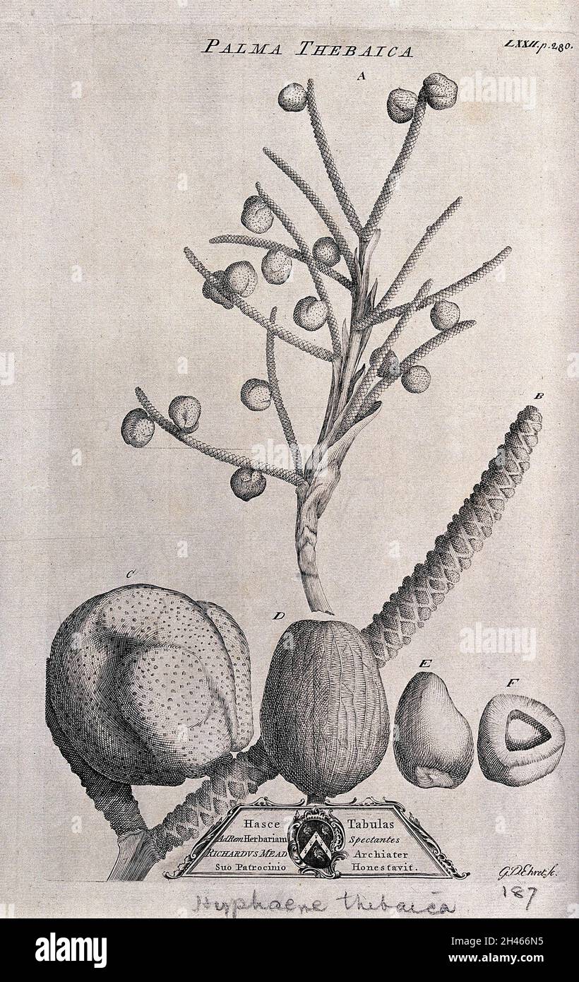 Doum fruit hi-res stock photography and images - Alamy