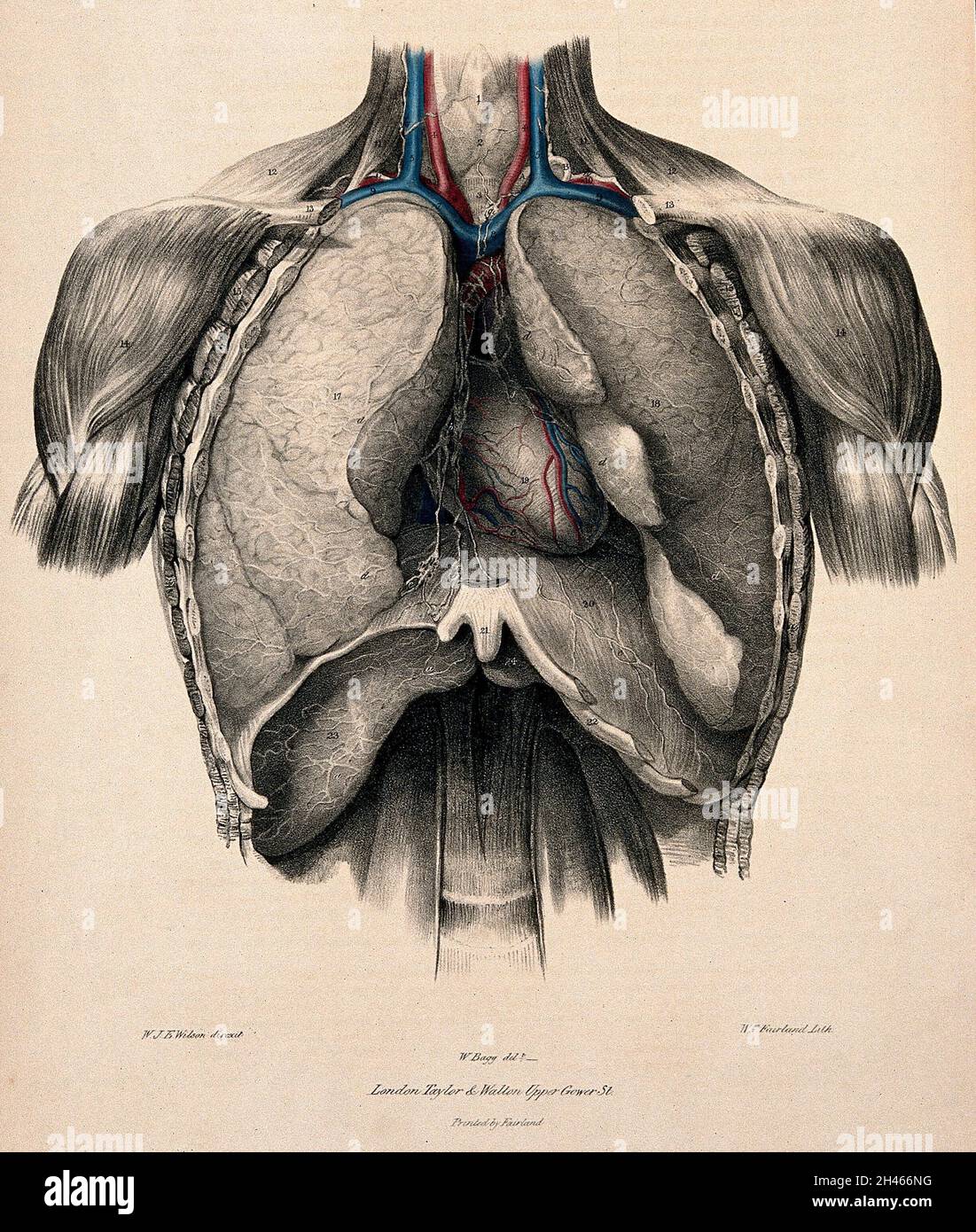 Dissection Of The Thorax Showing Veins And Lymphatic Vessels Coloured