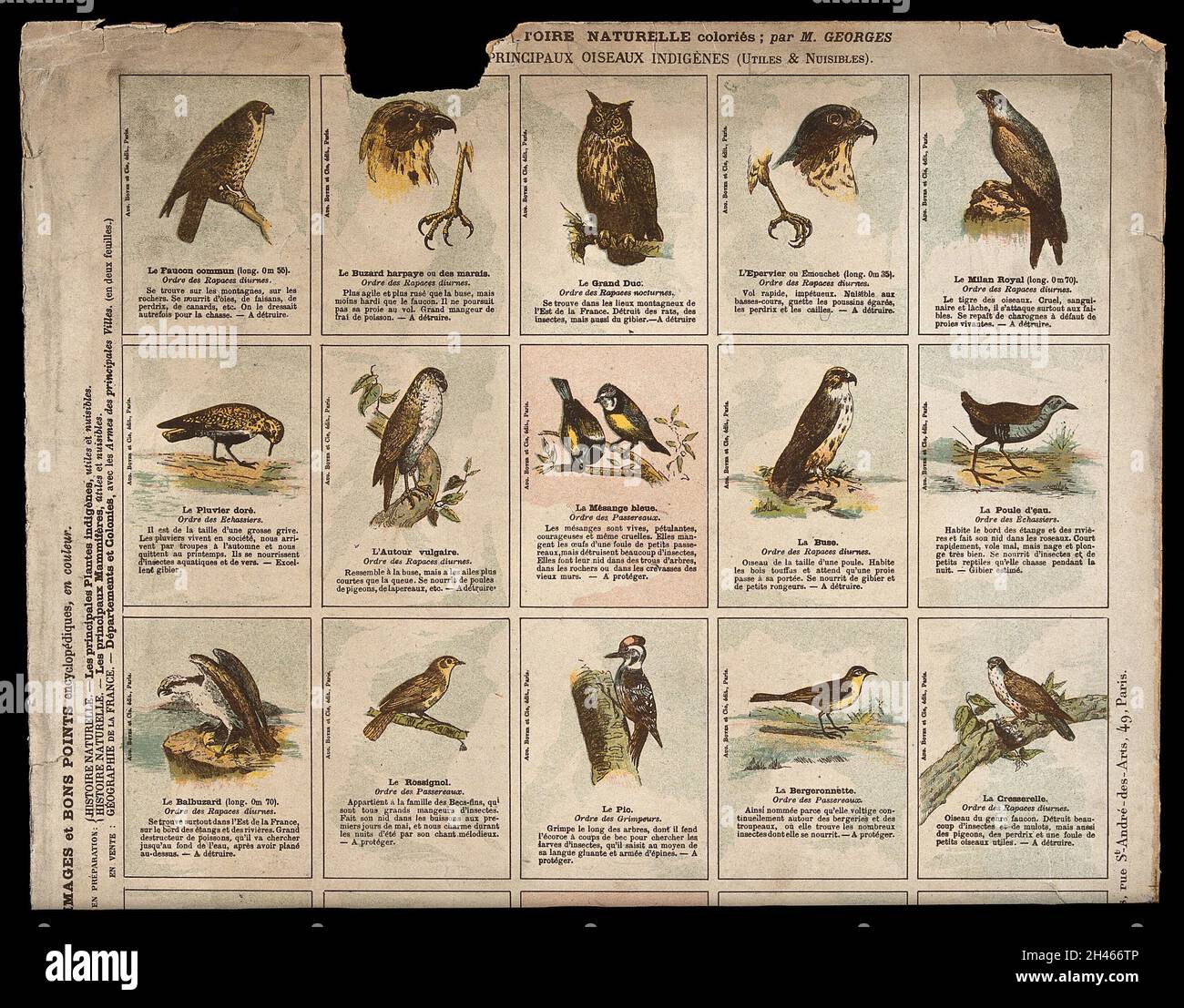 Fifteen birds indigenous to France, including a falcon, buzzard, eagle ...
