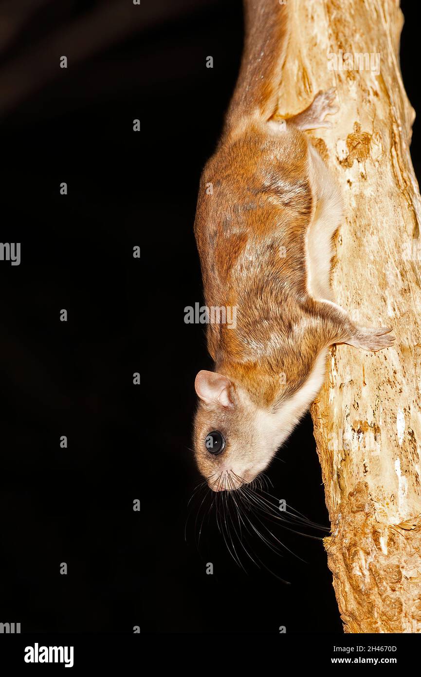 Southern Flying Squirrel in a Tree Stock Photo - Alamy