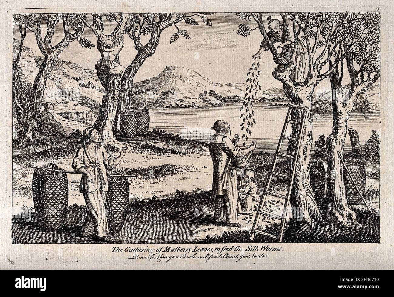 Textiles: silk manufacture in China, gathering mulberry leaves ...