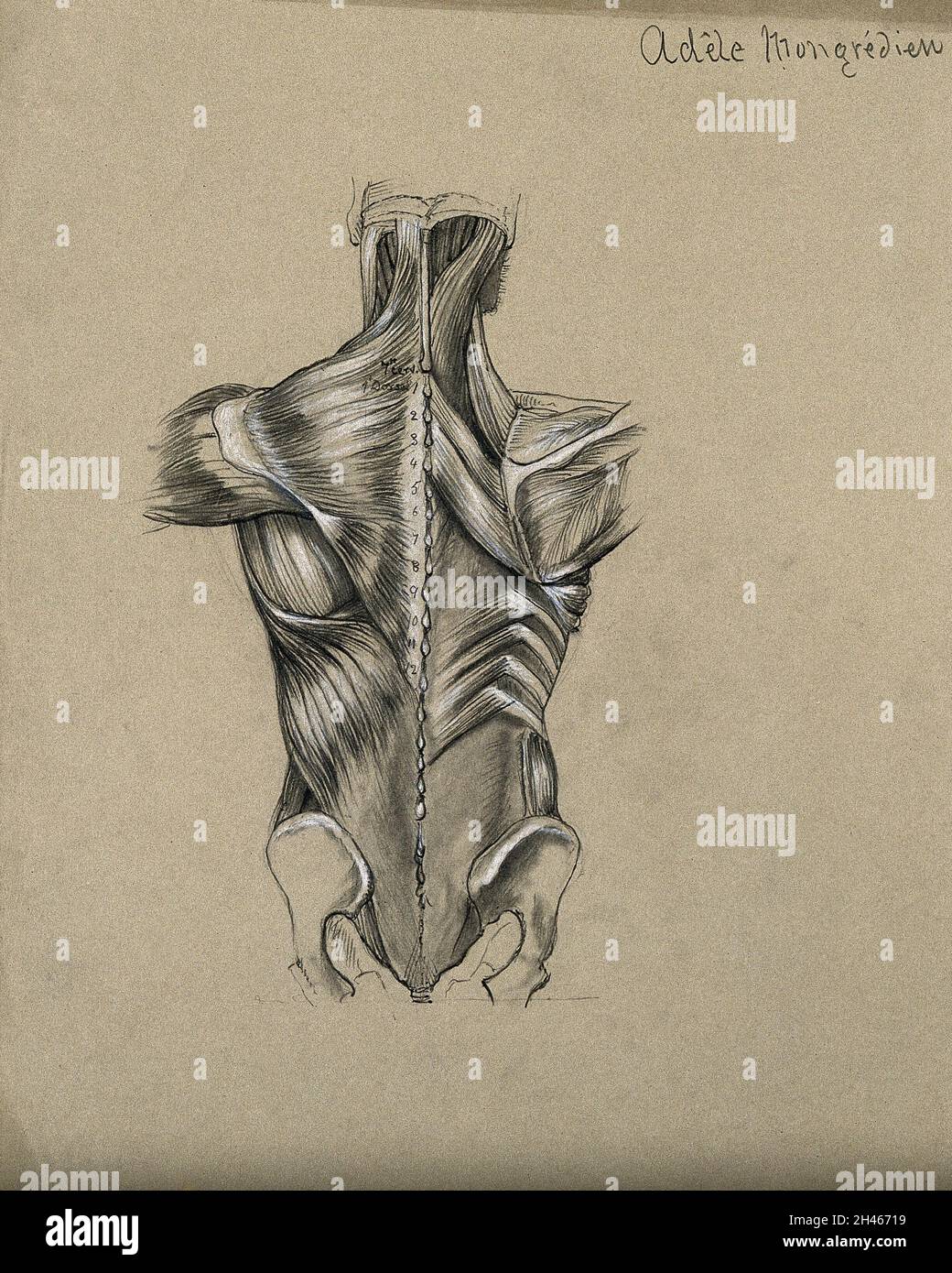 Muscles of the trunk: back view. Pencil and chalk drawing by A ...