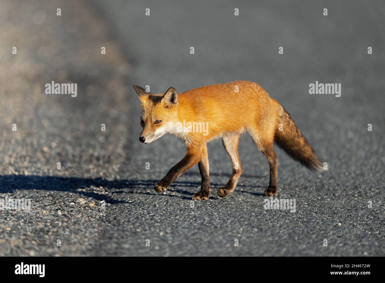 A Red Fox Walking Down the Road Stock Photo - Alamy