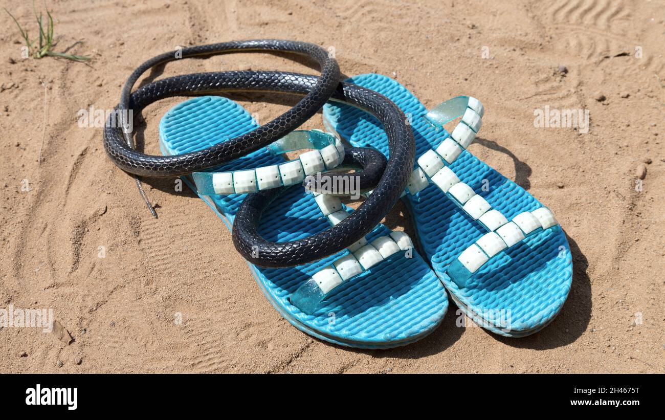 Sun Bask Snake High Resolution Stock Photography and Images - Alamy