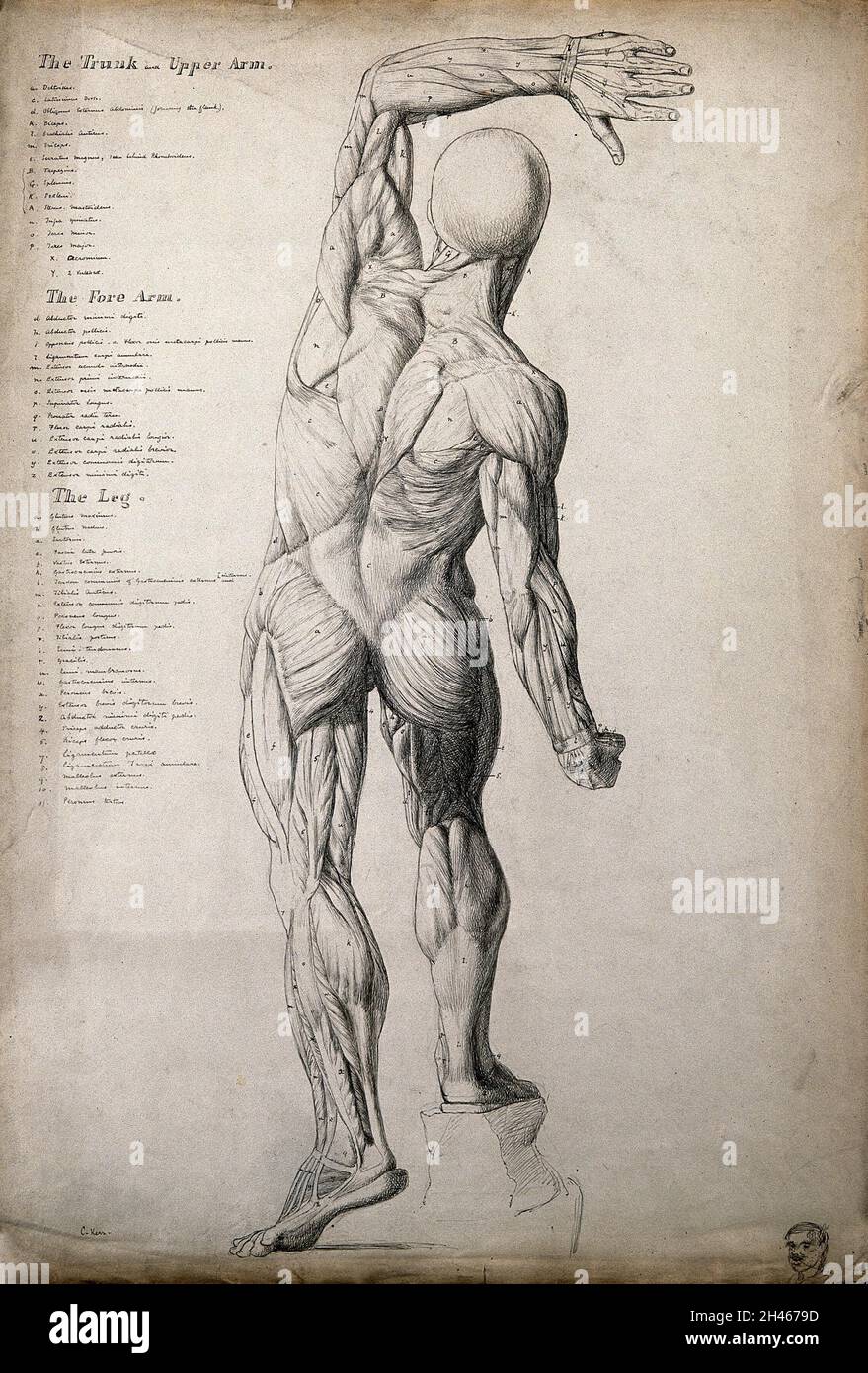 Male écorché figure, rear view, with one arm raised above its head. Pen ...